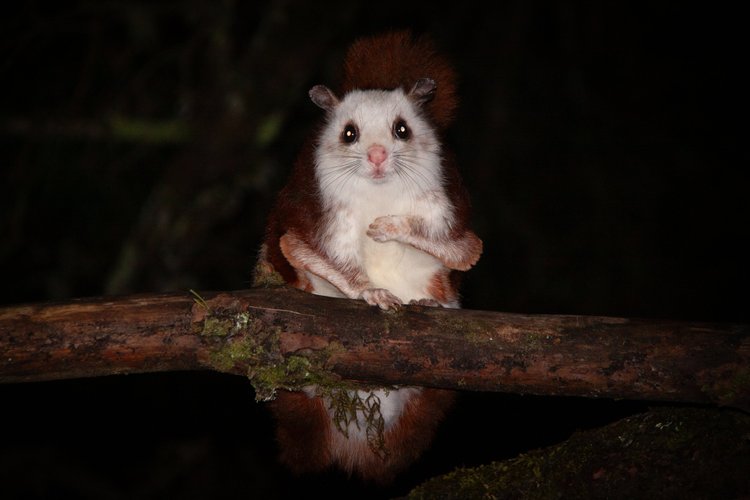Taiwan — Curious Species