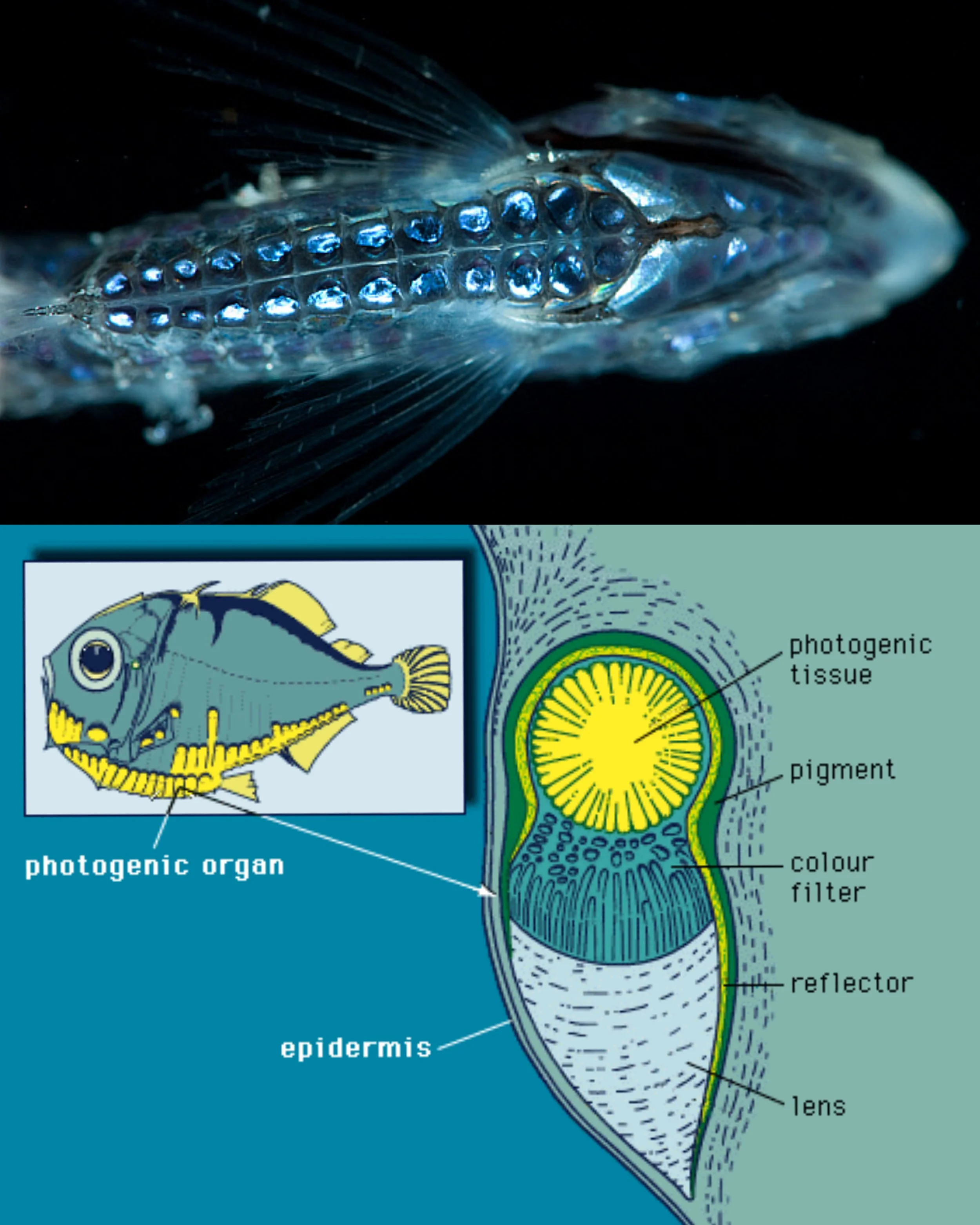 Marine Hatchetfish — Curious Species
