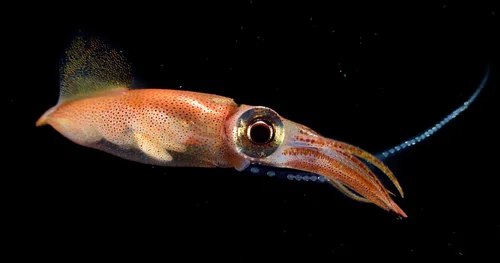 Firefly Squid — Curious Species