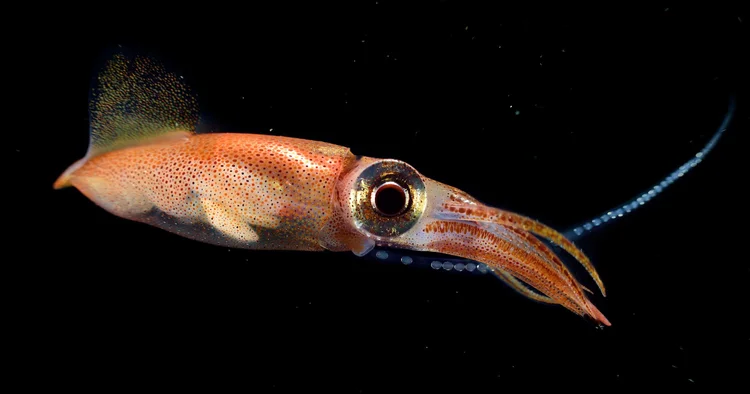 Firefly Squid — Curious Species