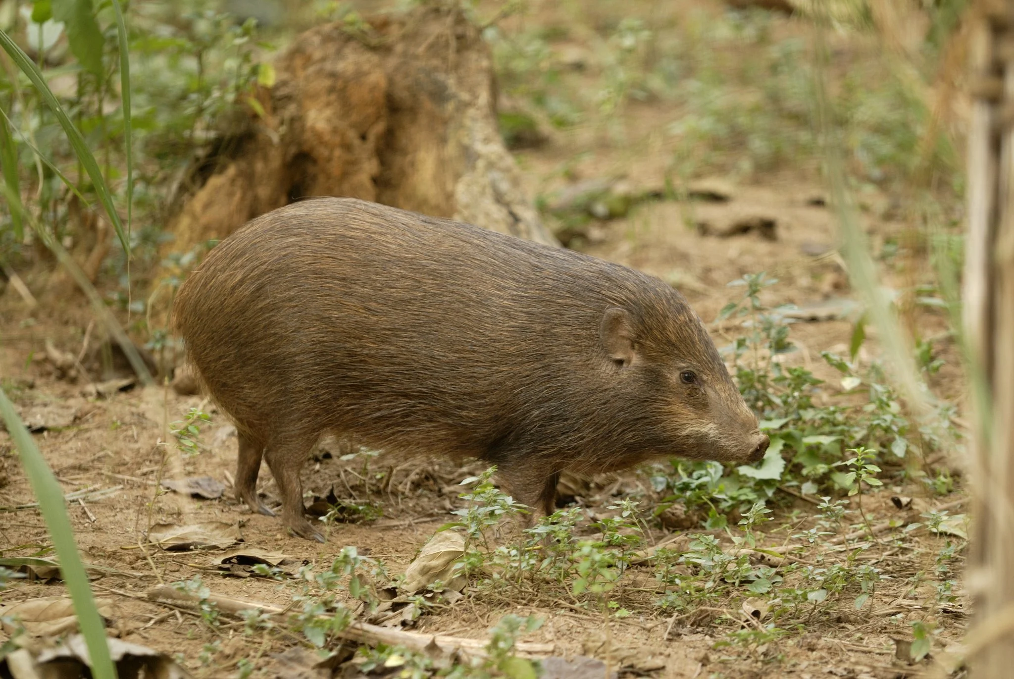 Pygmy Hog — Curious Species
