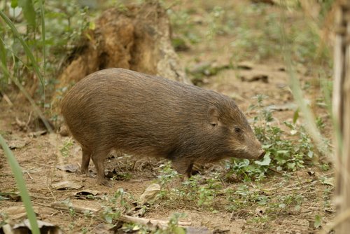 Pygmy Hog — Curious Species