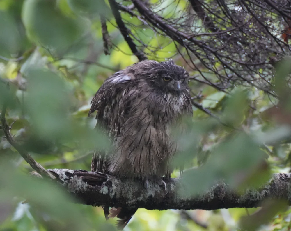 Blakiston's Fish-Owl — Curious Species