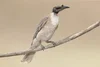 Capuchinbird — Curious Species