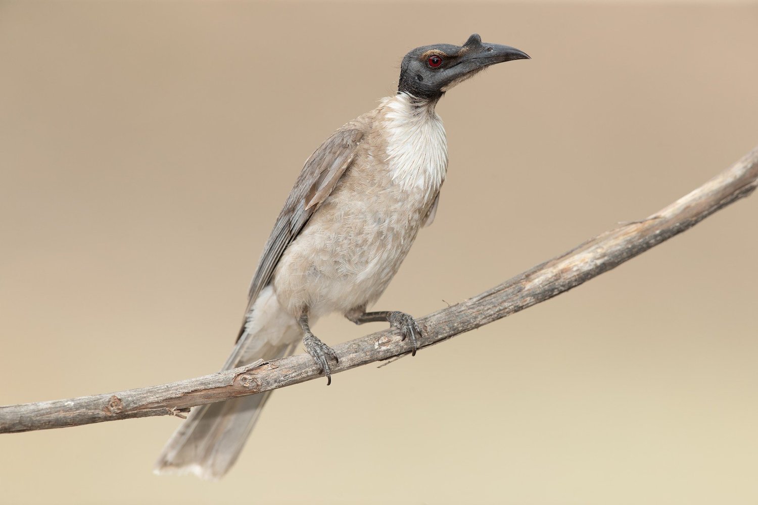 Capuchinbird — Curious Species