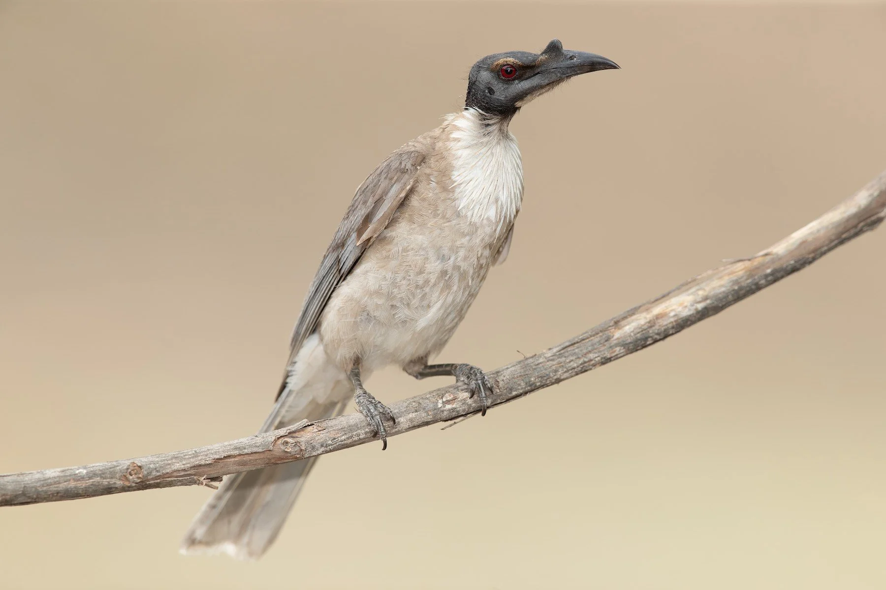 Capuchinbird — Curious Species