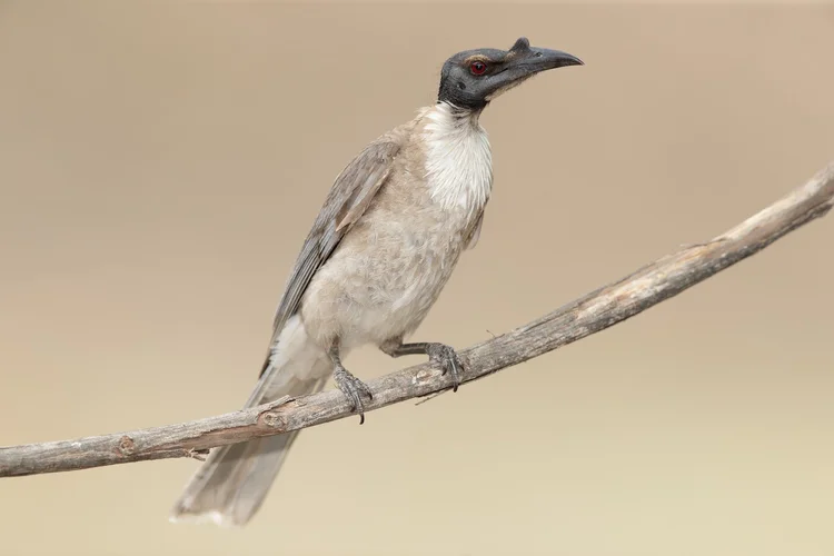 Capuchinbird — Curious Species