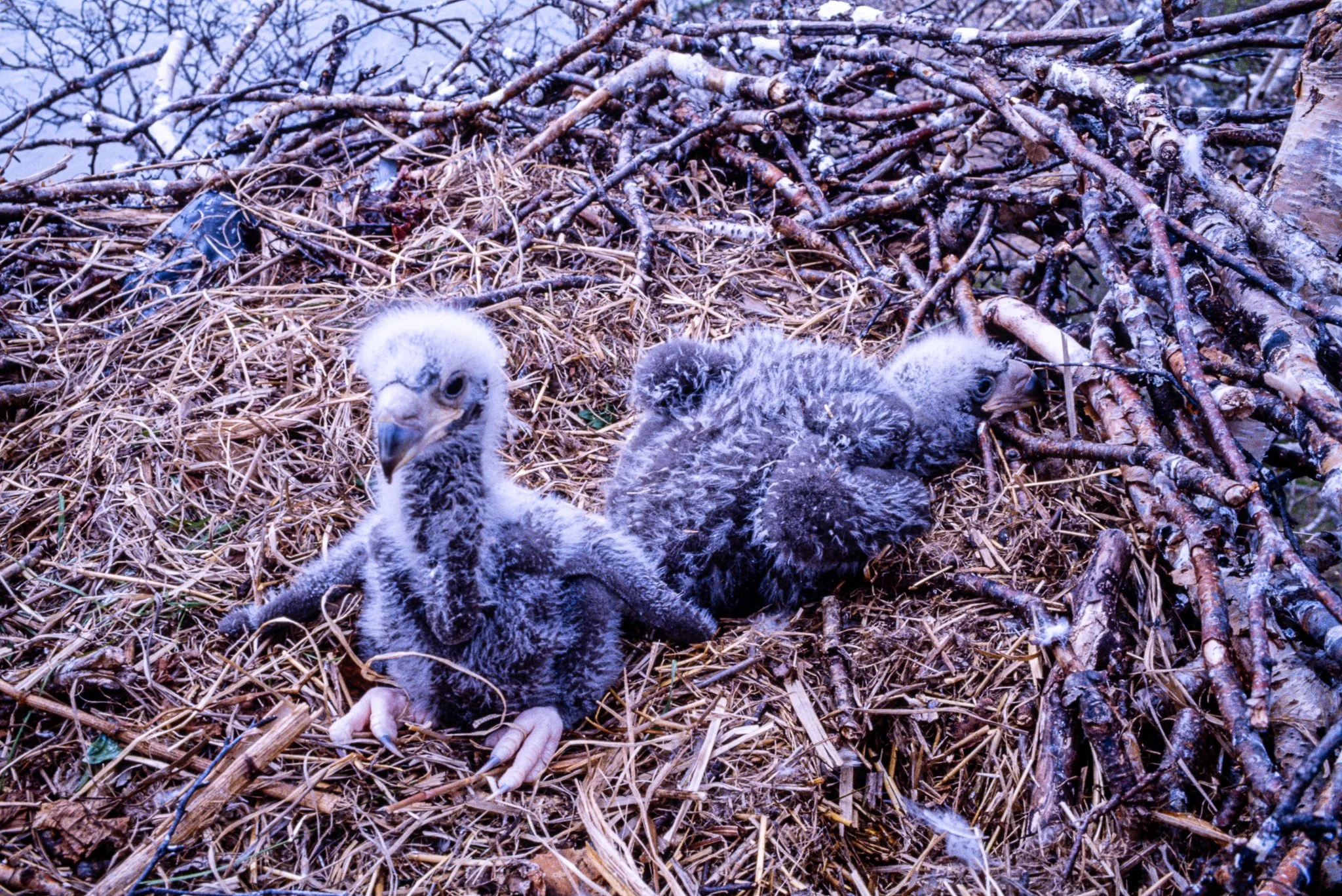Steller's Sea-Eagle — Curious Species