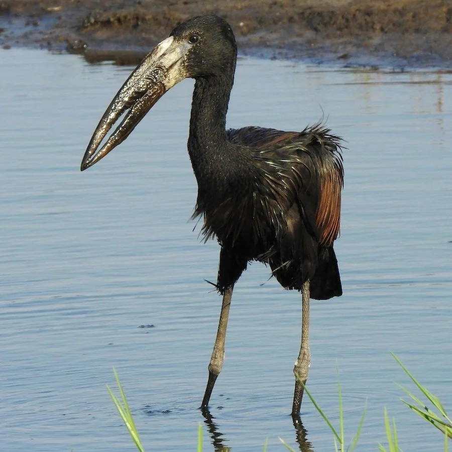 Asian Openbill — Curious Species