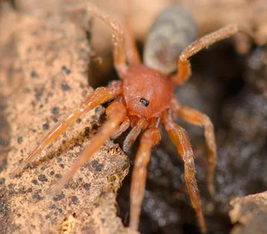 Kauaʻi Cave Wolf Spider — Curious Species