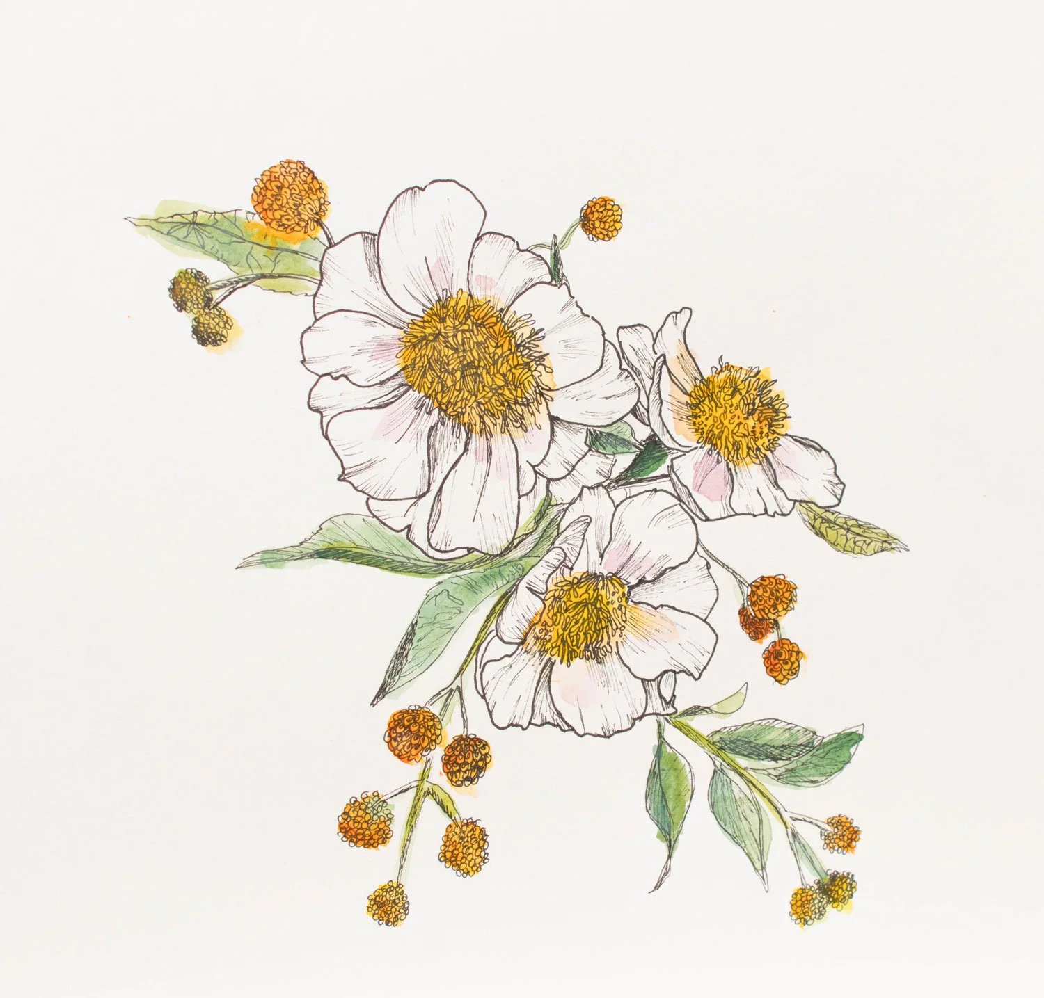 Watercolor — Amanda Daley Art