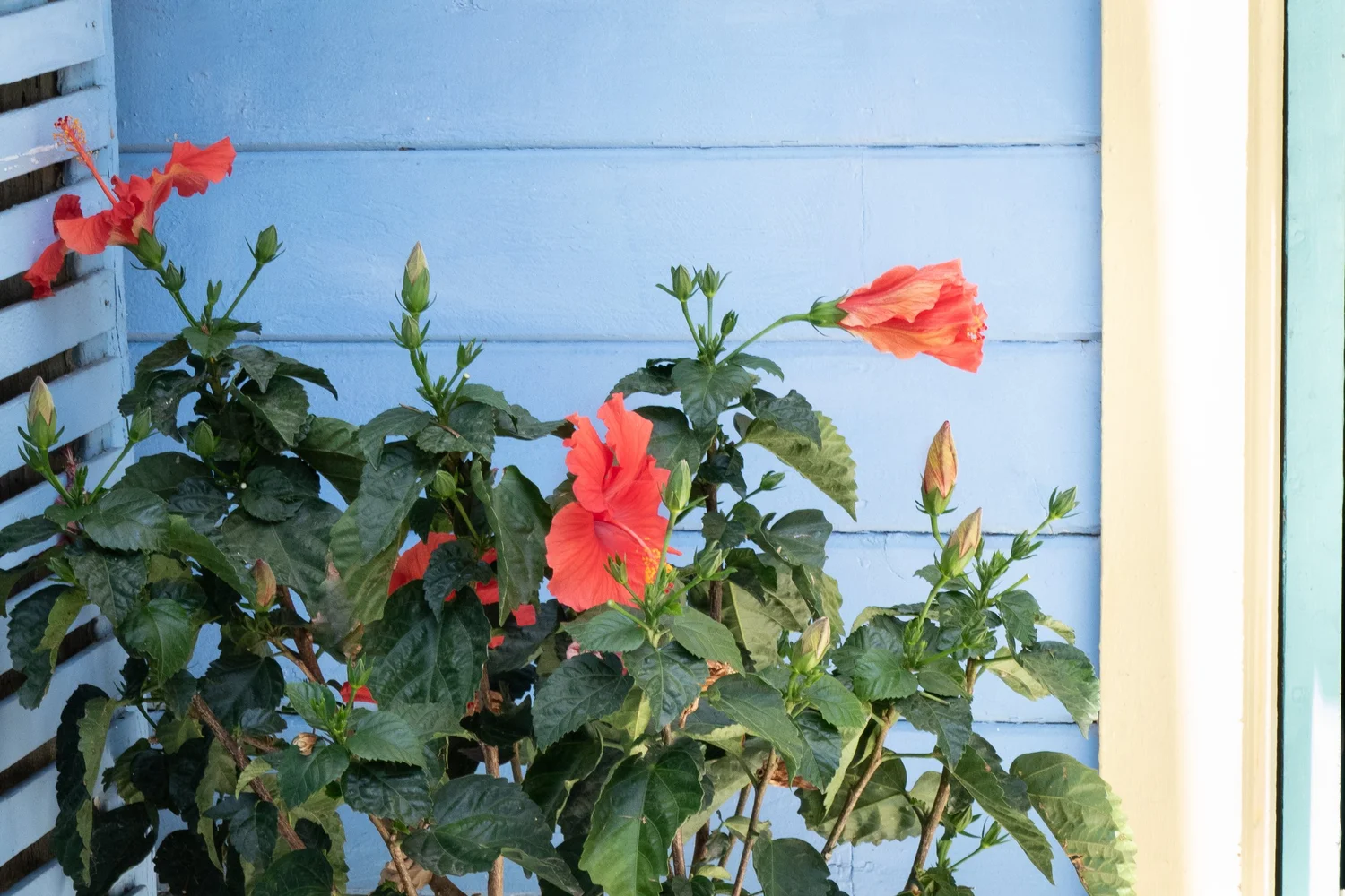 Upcycled Sideyard — Sweet Smiling Landscapes, Landscape Design