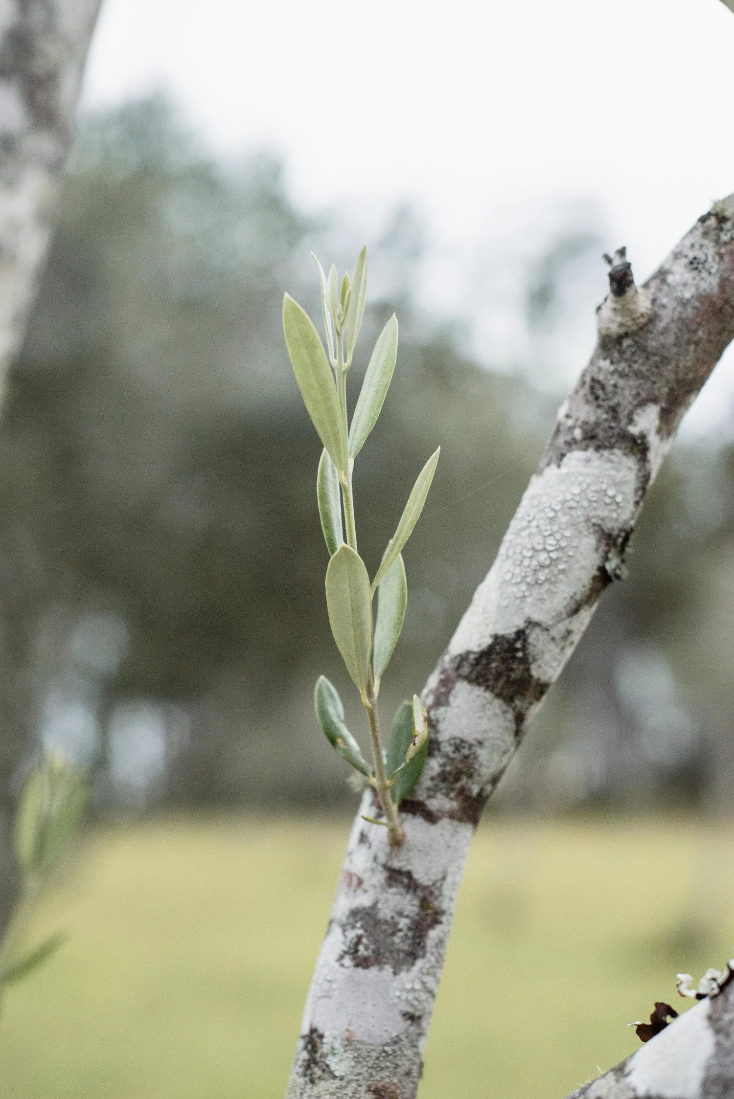 Athene Grove Olives