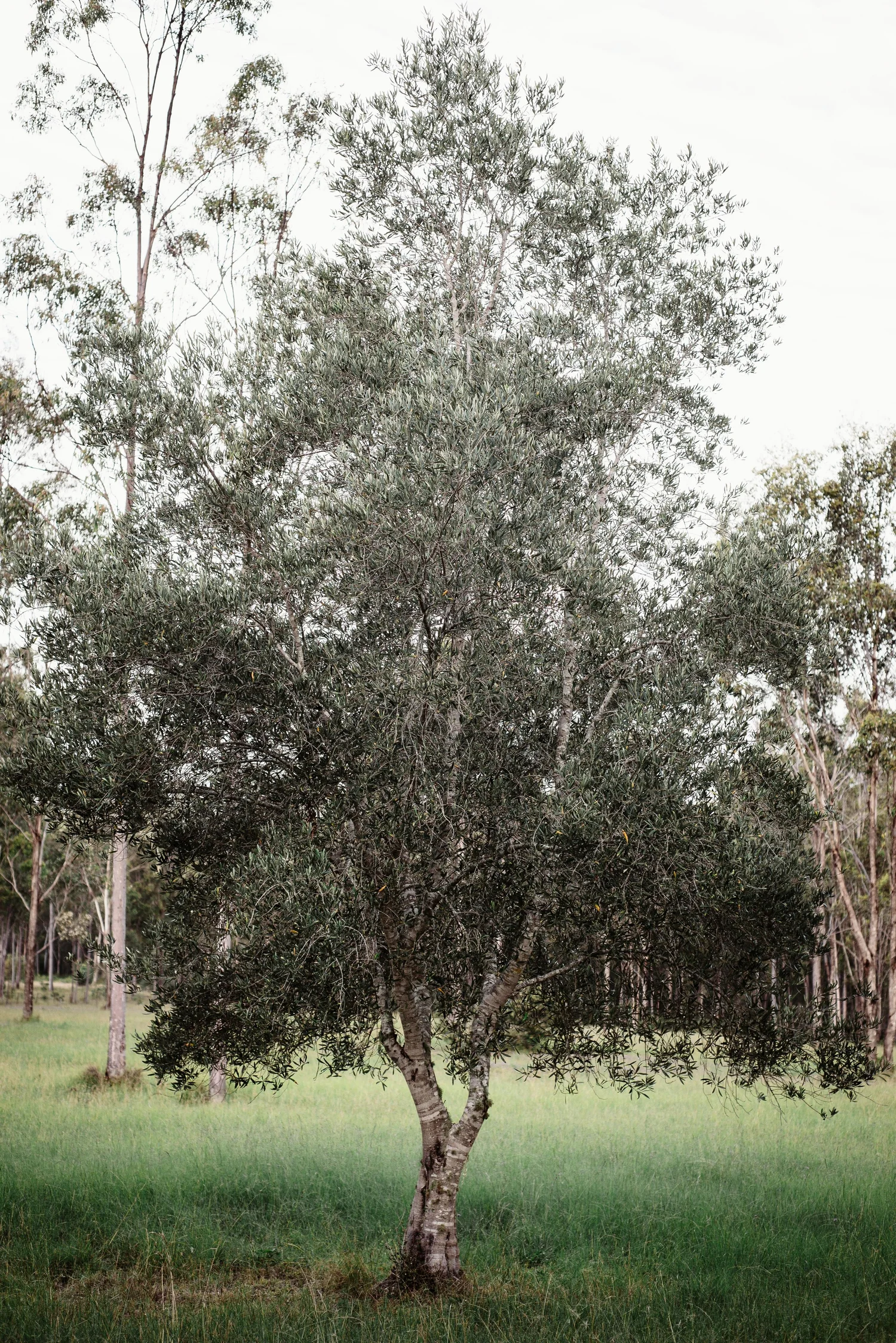 Athene Grove Olives