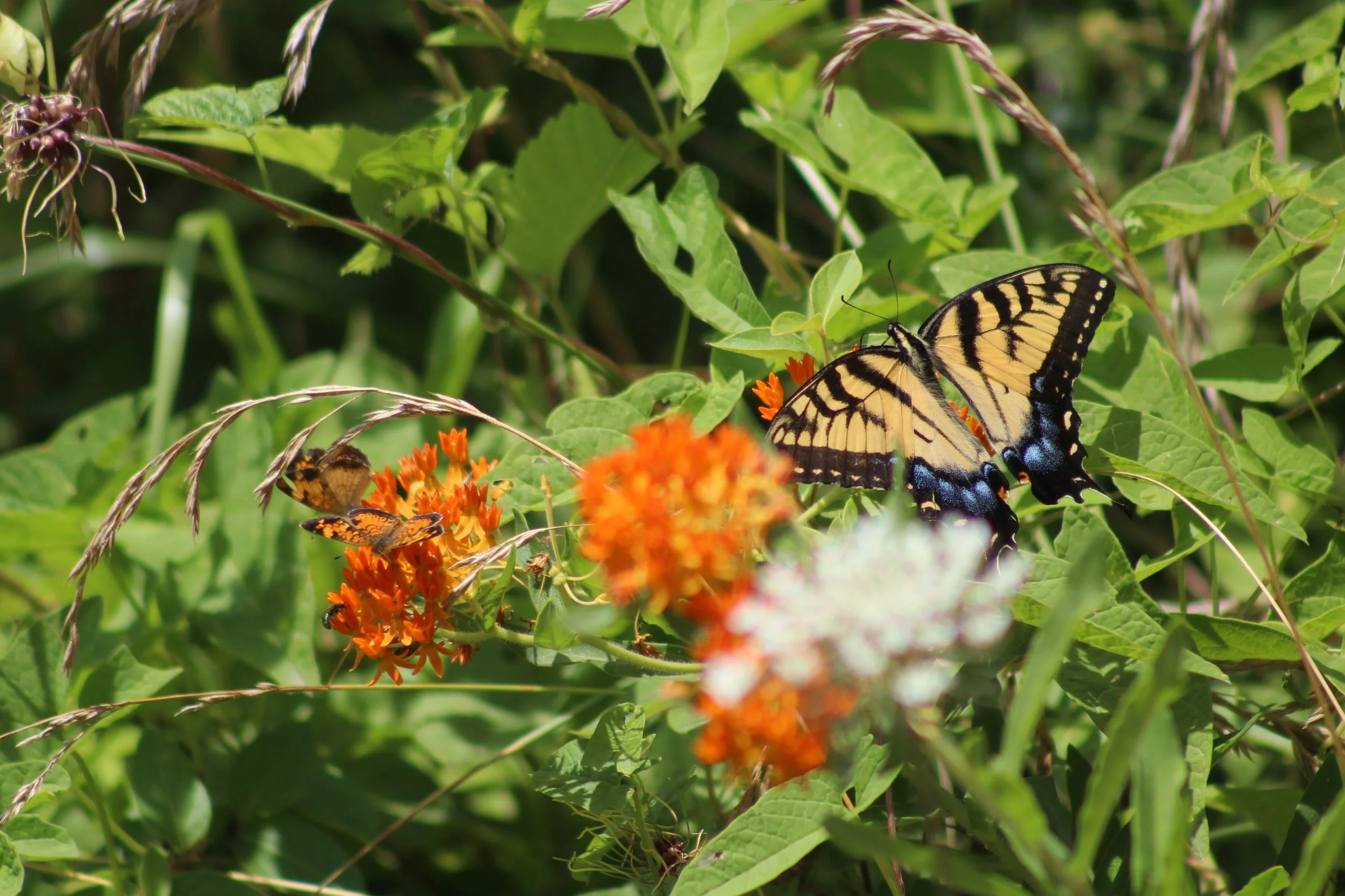 Erb'n Roots Trails — Erb'n Roots