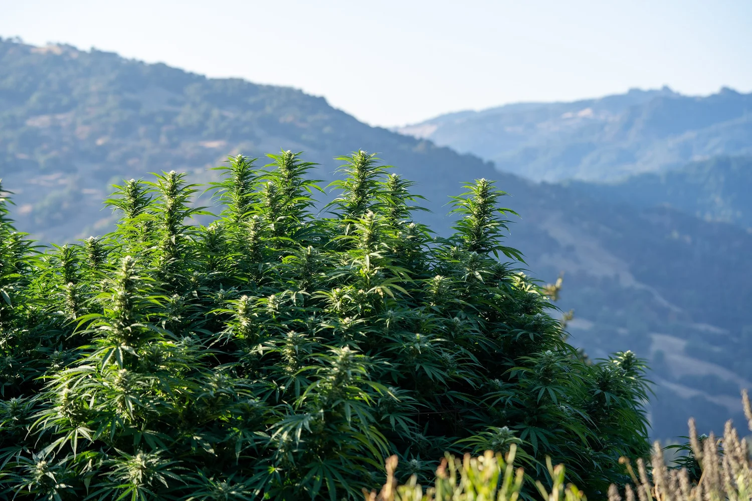 Premium Craft Cannabis Flower — Moon Made Farms