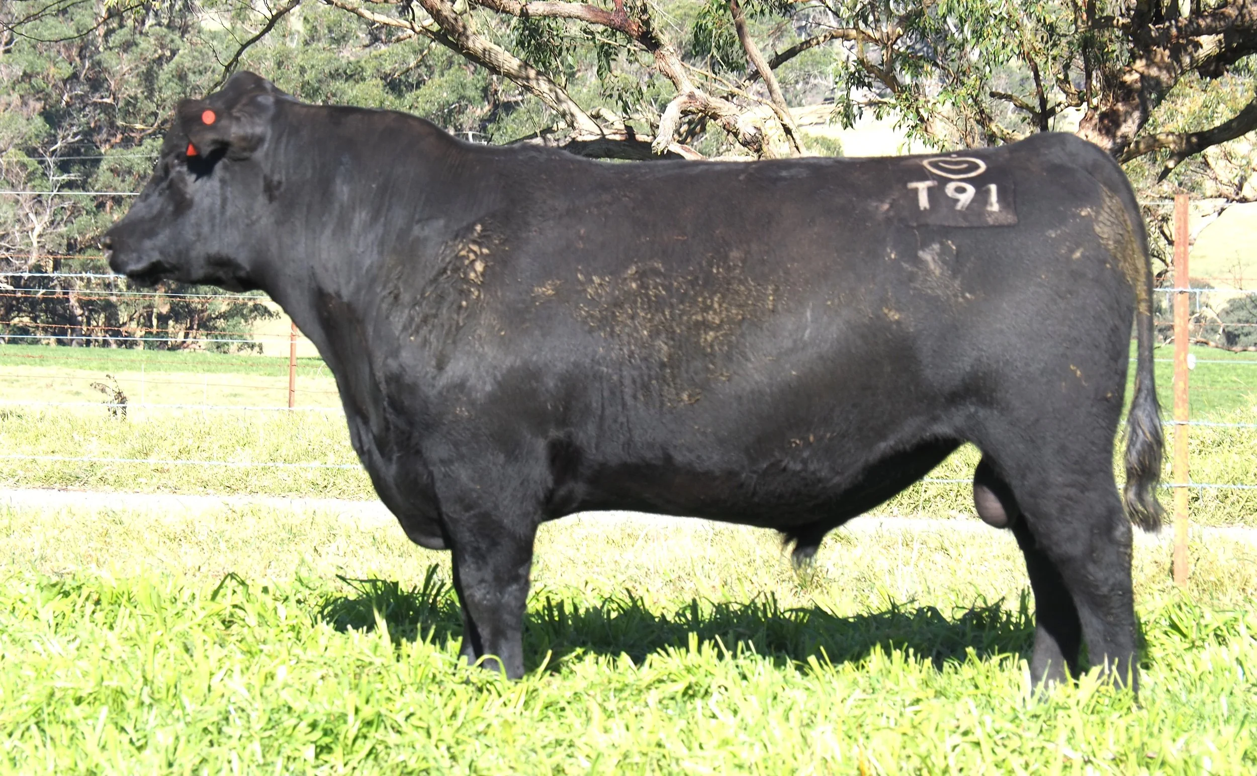 Maxwellton Angus