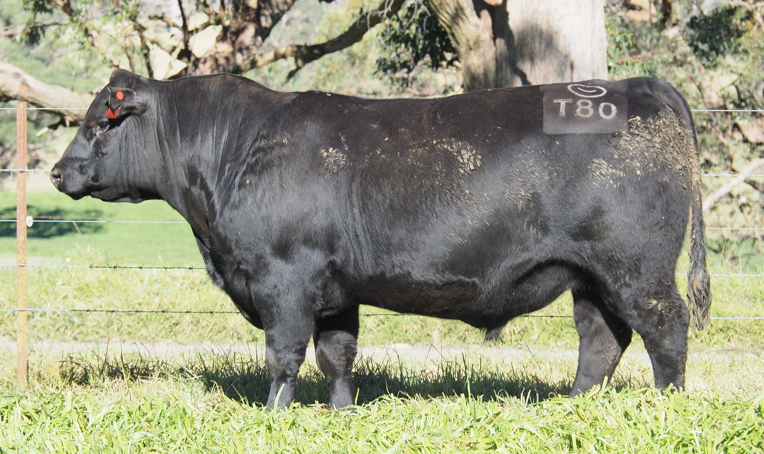 Maxwellton Angus