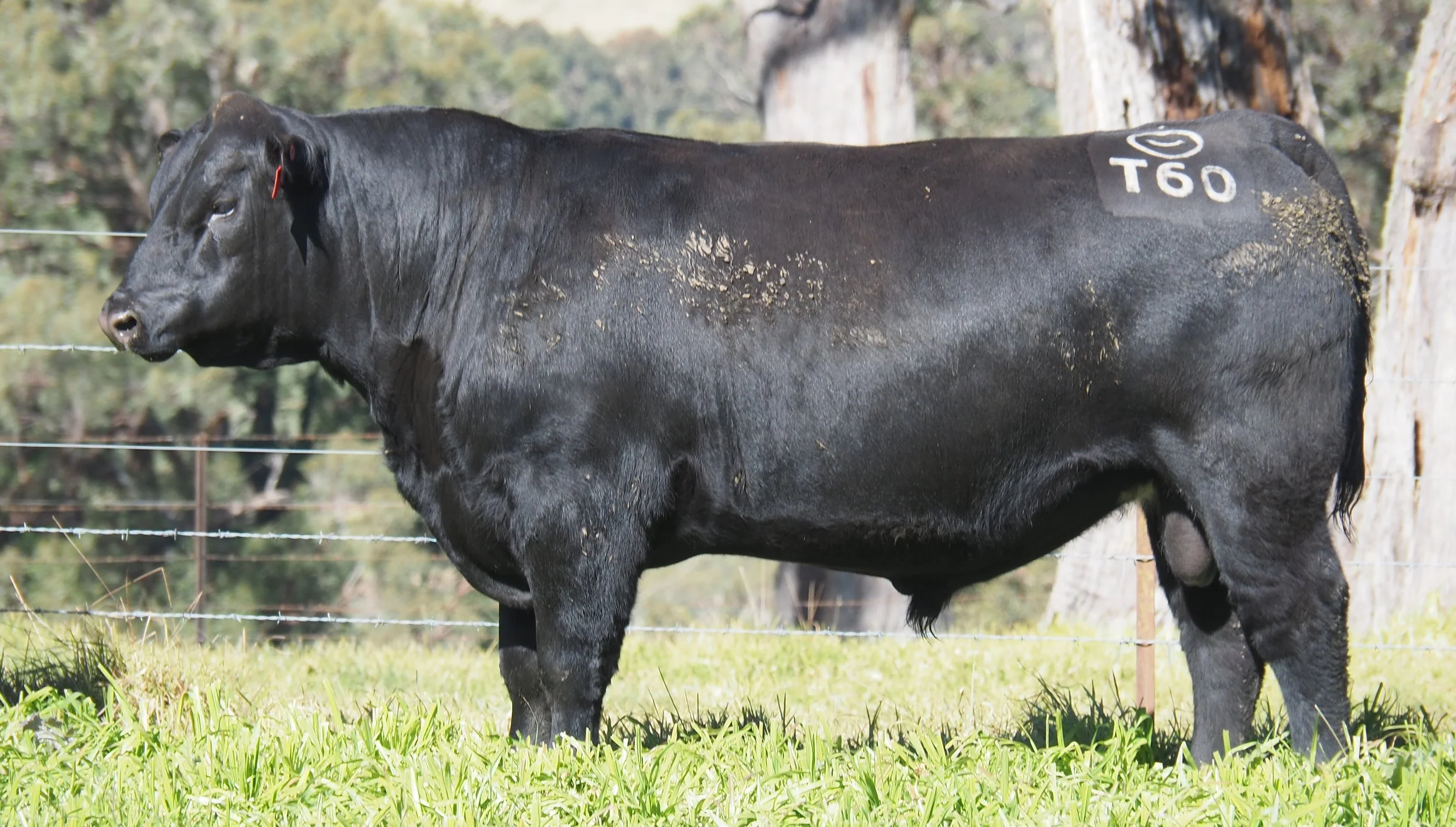 Maxwellton Angus
