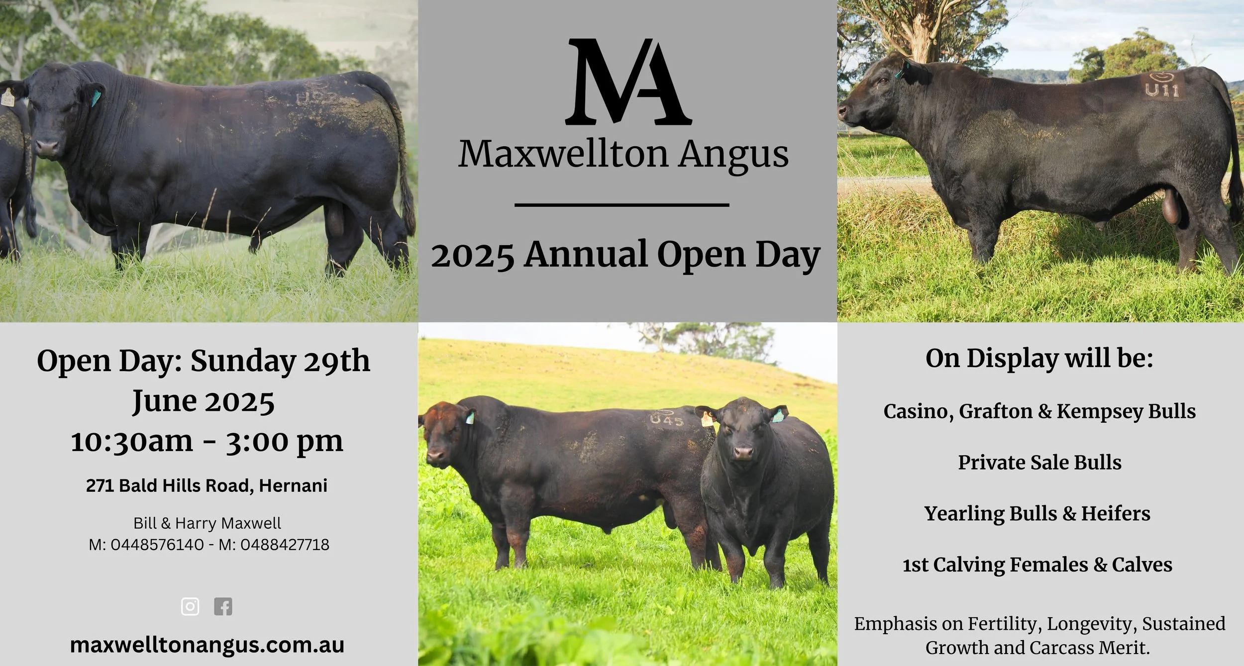 Sales — Maxwellton Angus