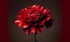 National Carnation Day, January 29 — Web-Holidays.com