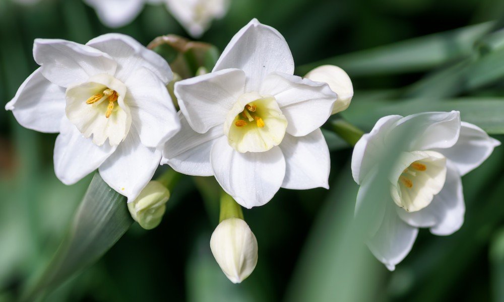 December Facts and Trivia — Web-Holidays.com