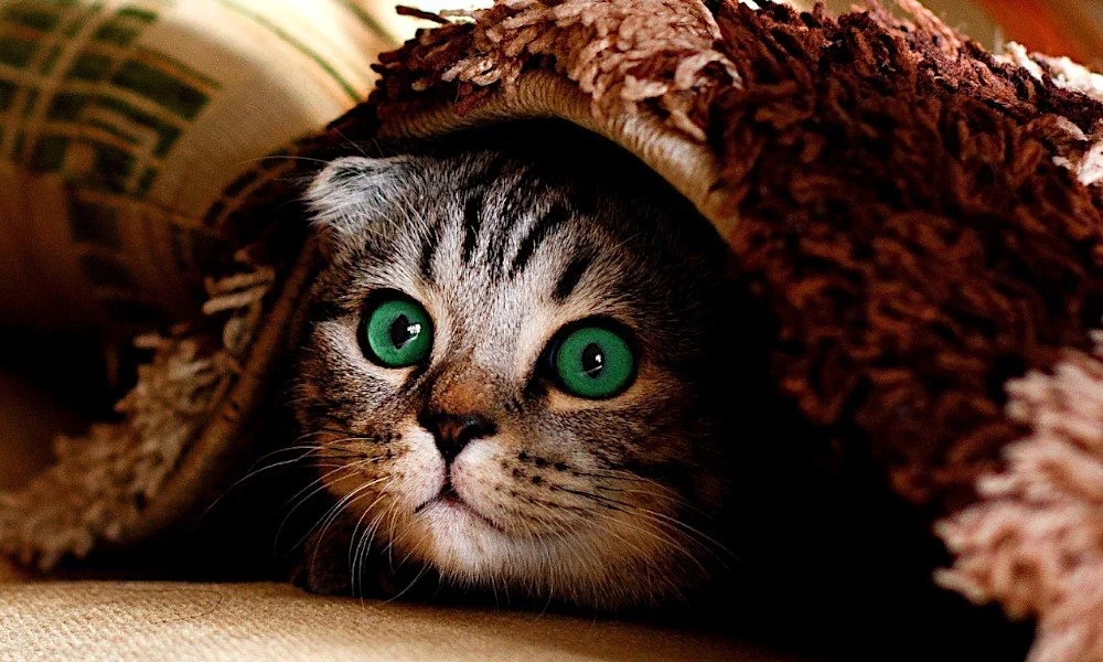 Cat Day, February 22 — Web-Holidays.com