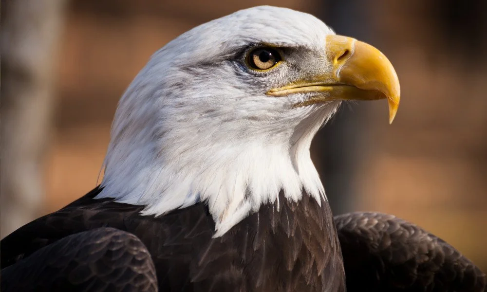 National Bald Eagle Day, June 20 — Web-Holidays.com