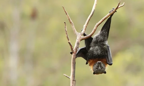 Bat Appreciation Day, April 17 — Web-Holidays.com