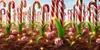Growing Candy Canes Christmas Activity — Web-Holidays.com