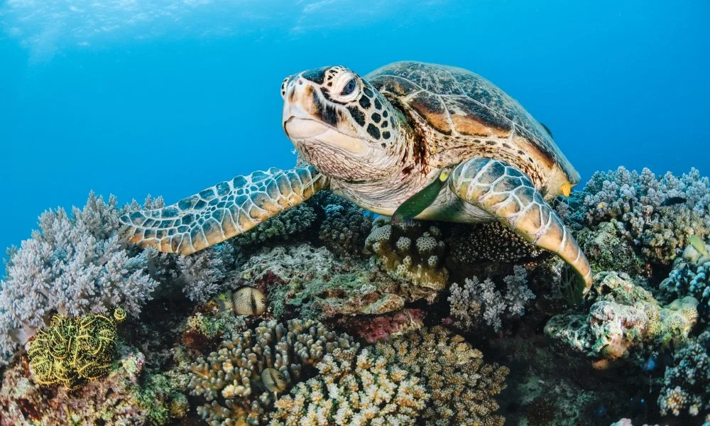 World Sea Turtle Day, June 16 — Web-Holidays.com