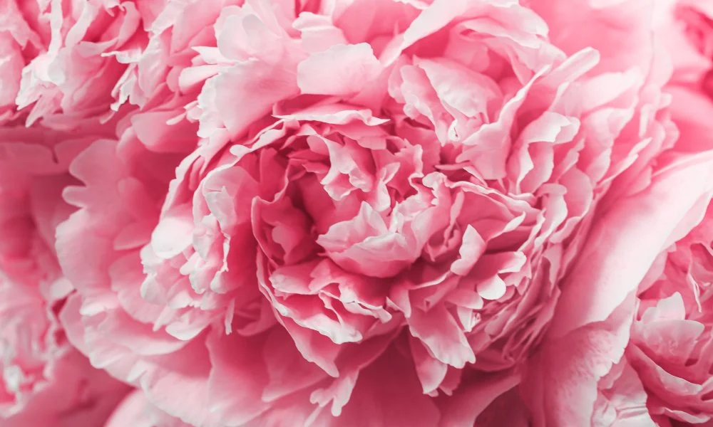Pink Day, June 23 — Web-Holidays.com