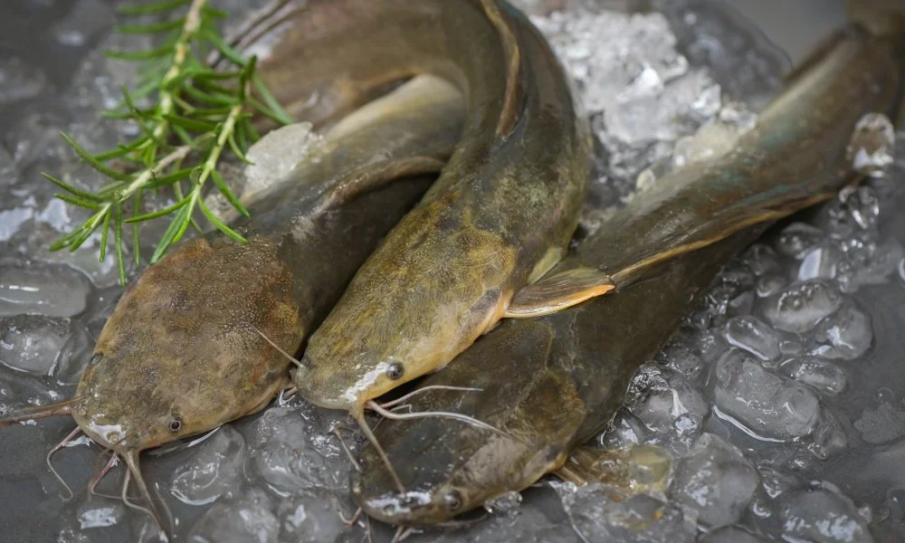 National Catfish Day, June 25 — Web-Holidays.com