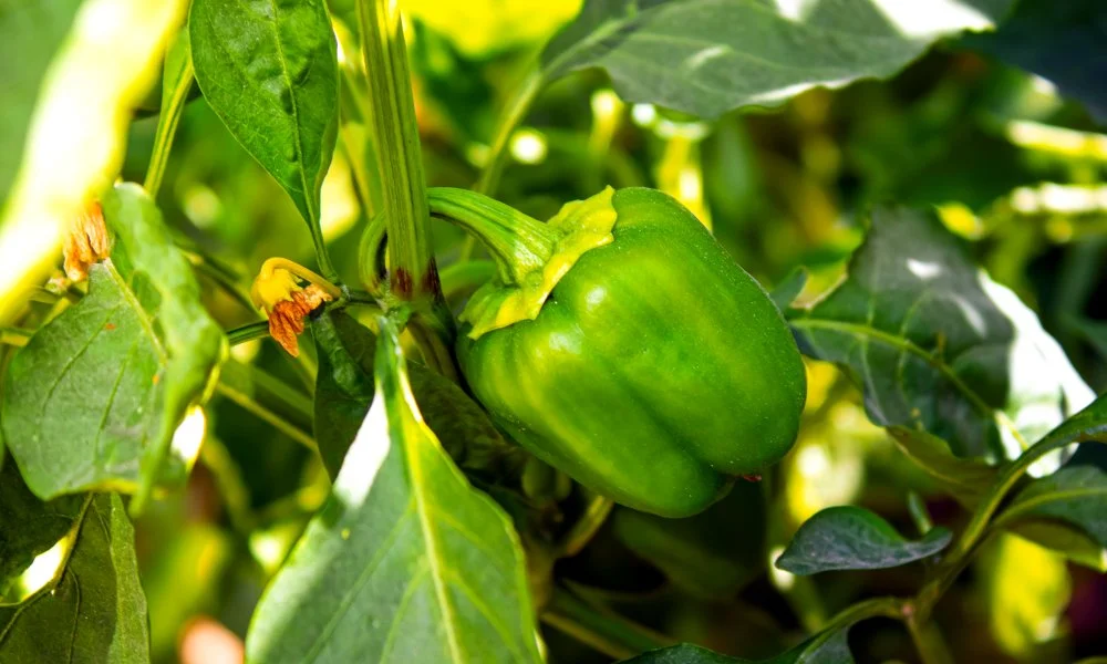 National Green Pepper Day, August 5 — Web-Holidays.com