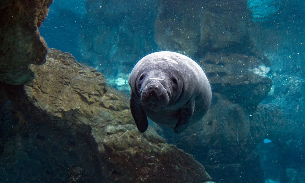 Manatee Awareness Month, November — Web-Holidays.com