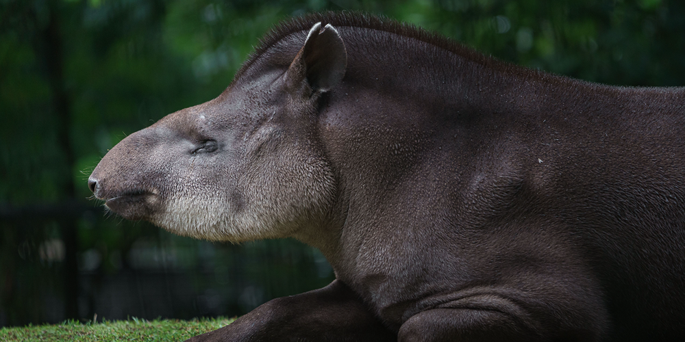 World Tapir Day, April 27 — Web-Holidays.com