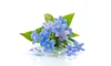 Forget-Me-Not Day, November 10 — Web-Holidays.com
