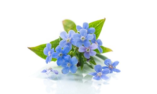 Forget-Me-Not Day, November 10 — Web-Holidays.com