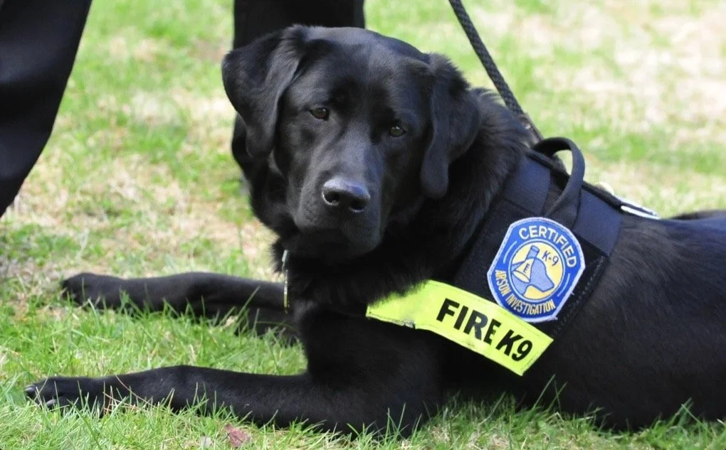 International Fire Dogs