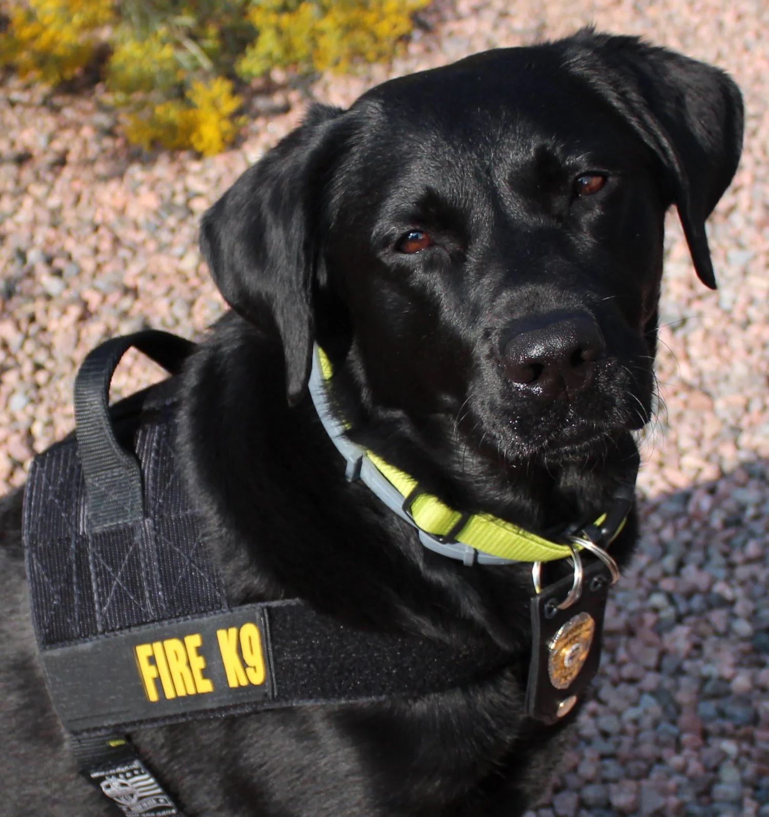 International Fire Dogs