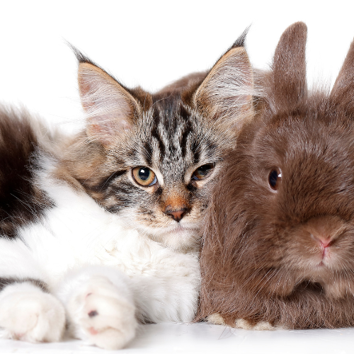 Lexington Pet Pantry