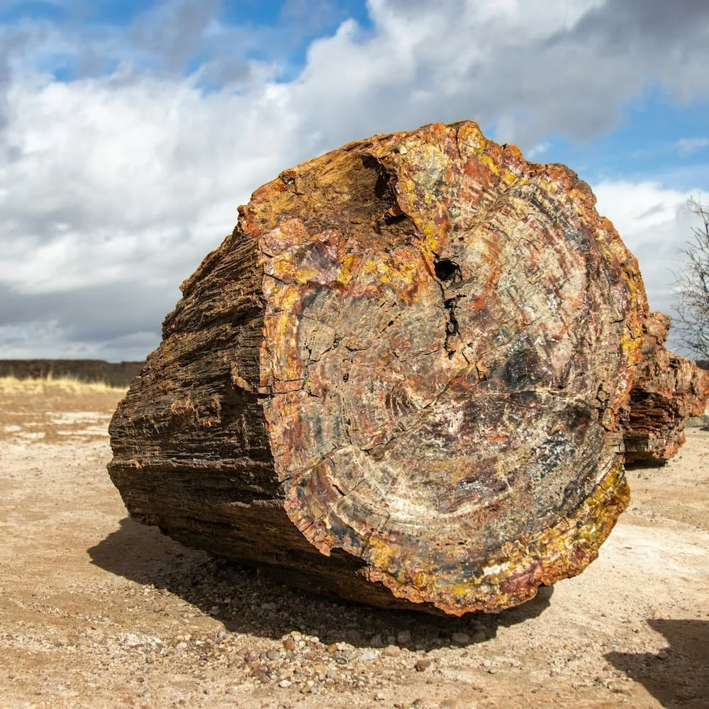 Road Trip to These National Parks Near Phoenix, Arizona - Blacksford