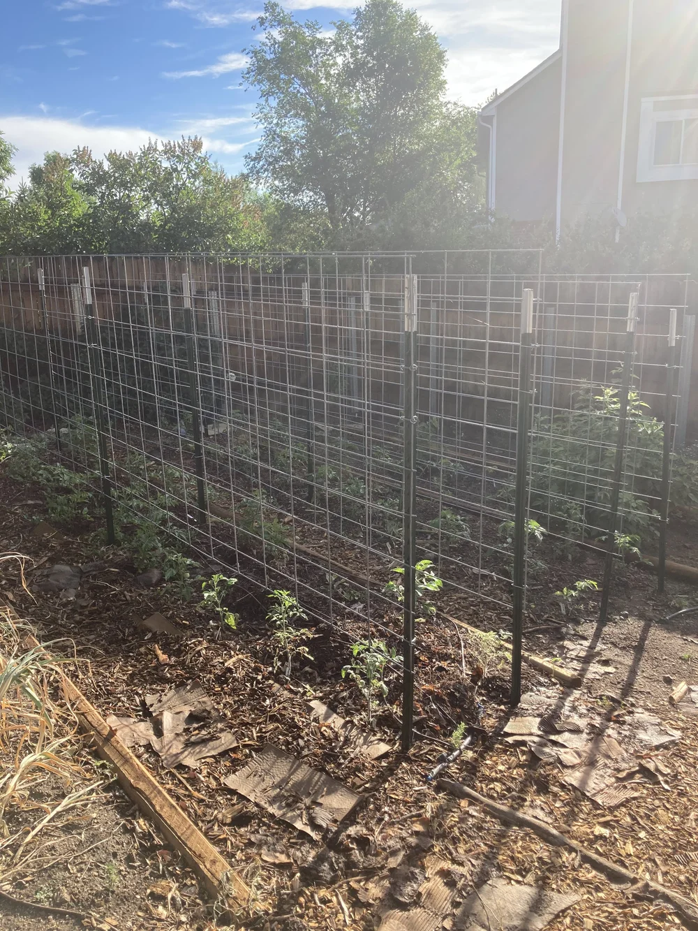Growing Tomatoes on Cattle Panel — The Inspired Sprout