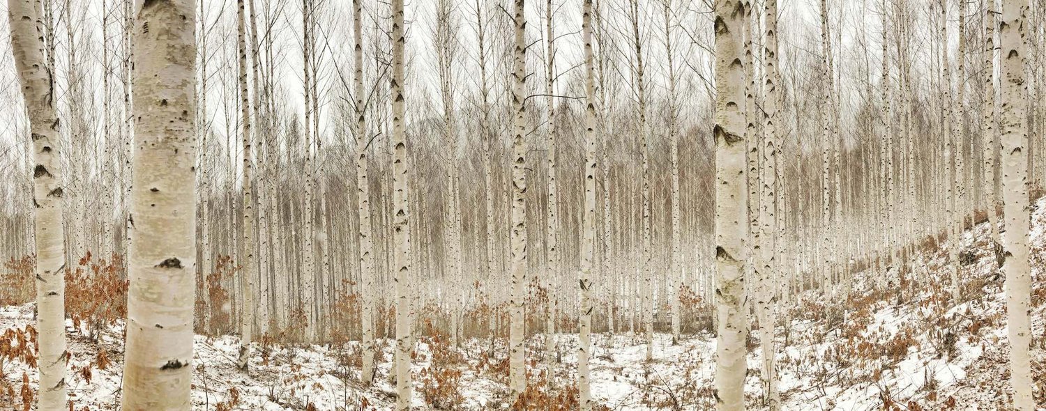 Denver Psychologists & Therapists - Birch Psychology