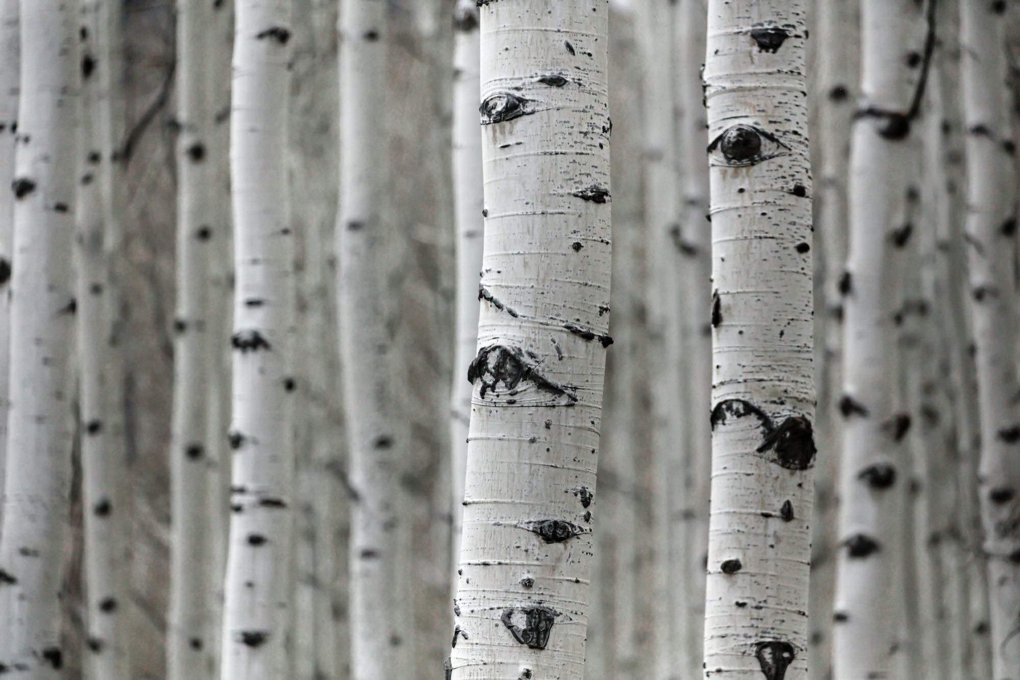 Denver Psychologists & Therapists - Birch Psychology