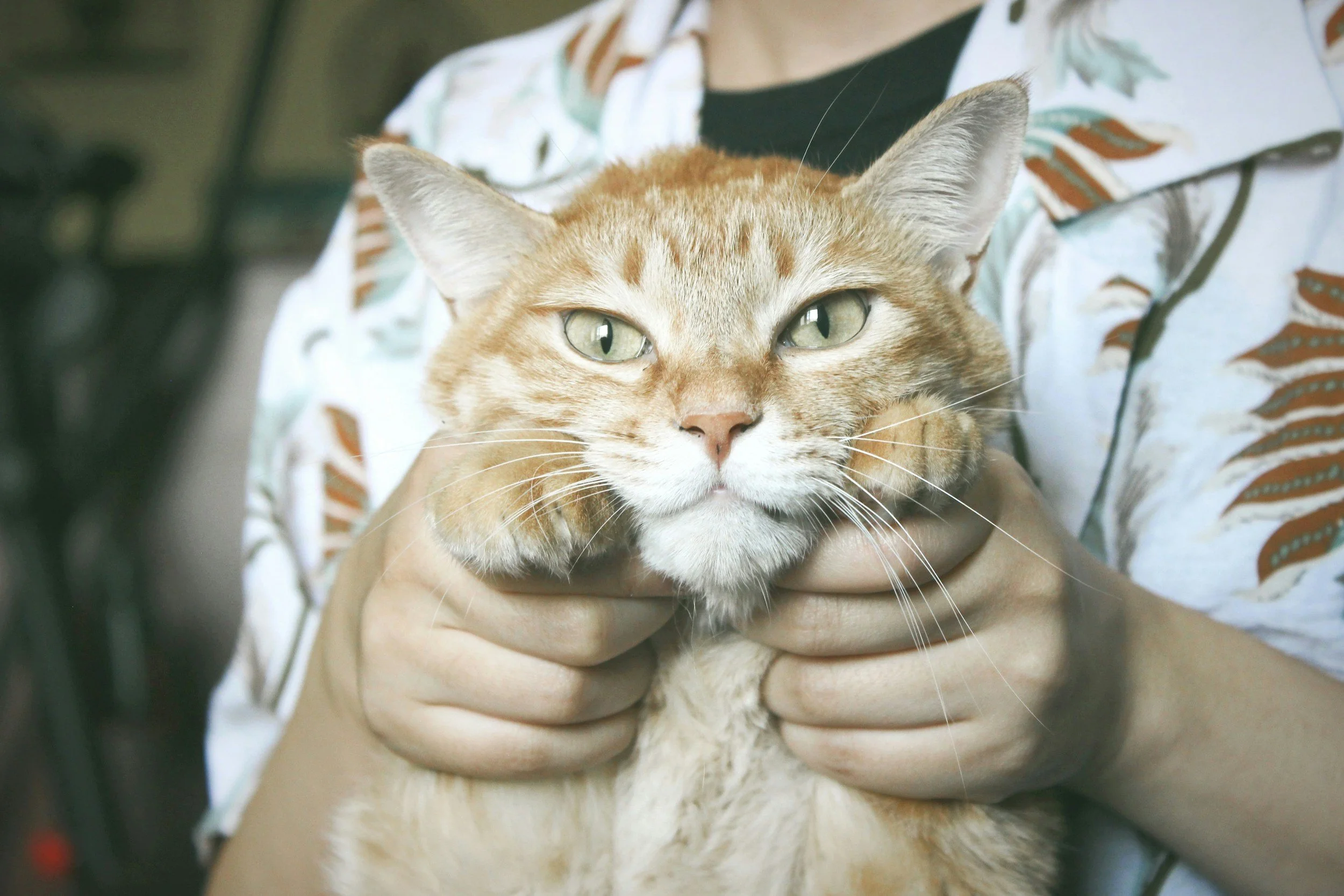 The Toebean Cat Café