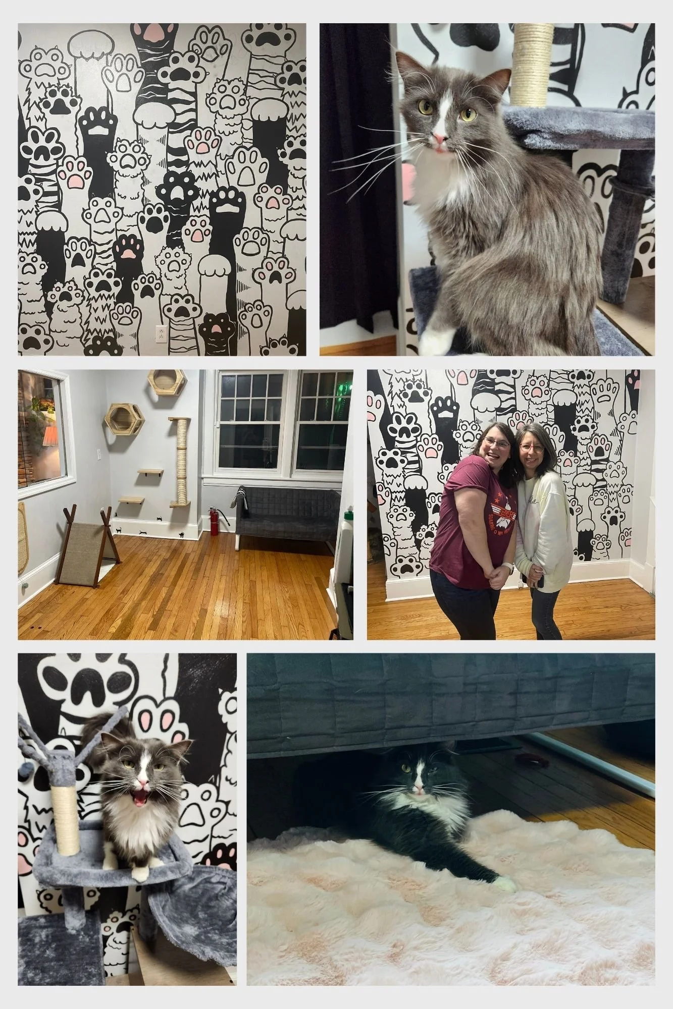 The Toebean Cat Café