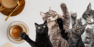 The Toebean Cat Café