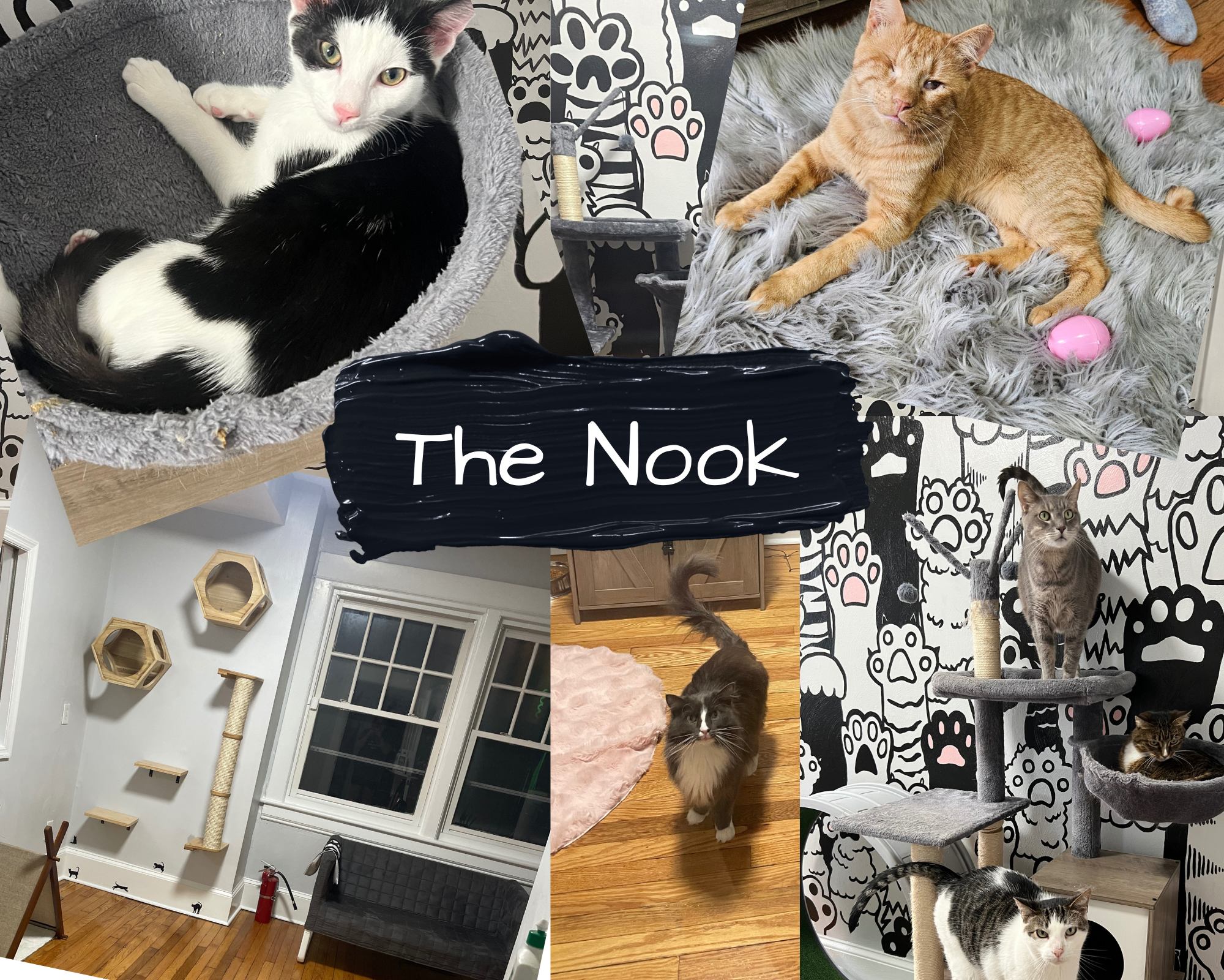The Toebean Cat Café