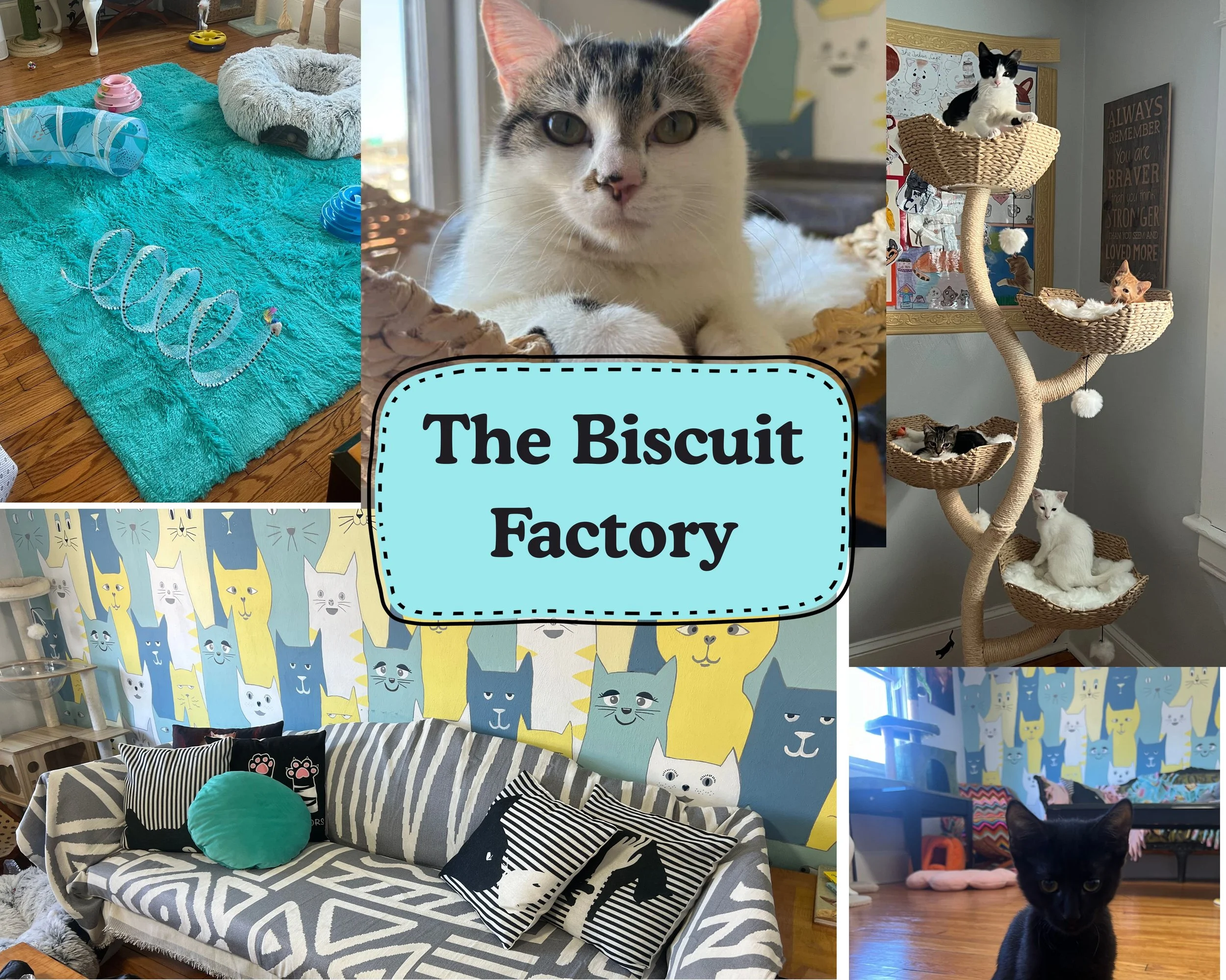 The Toebean Cat Café